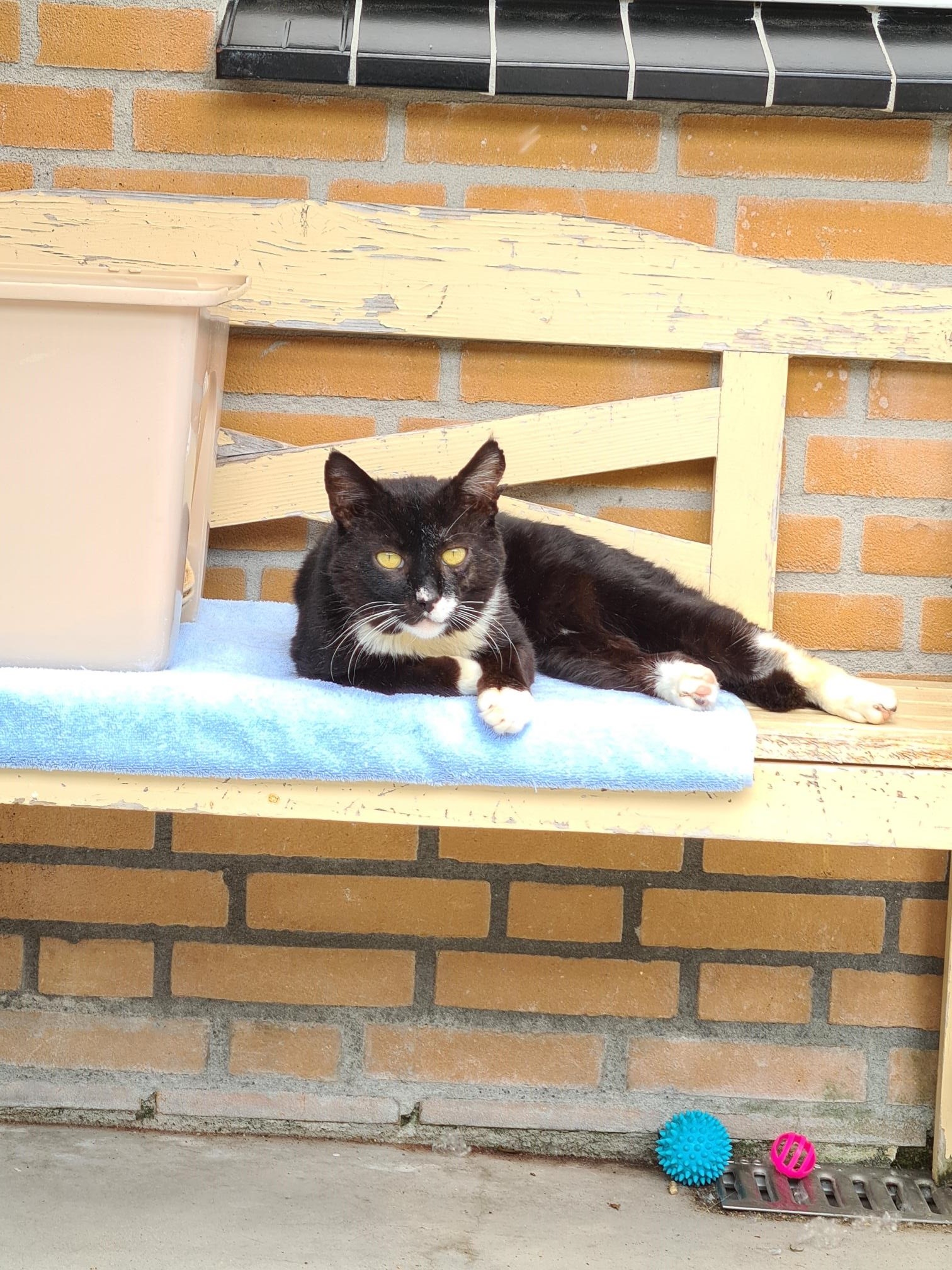 - Dierenasiel Utrecht